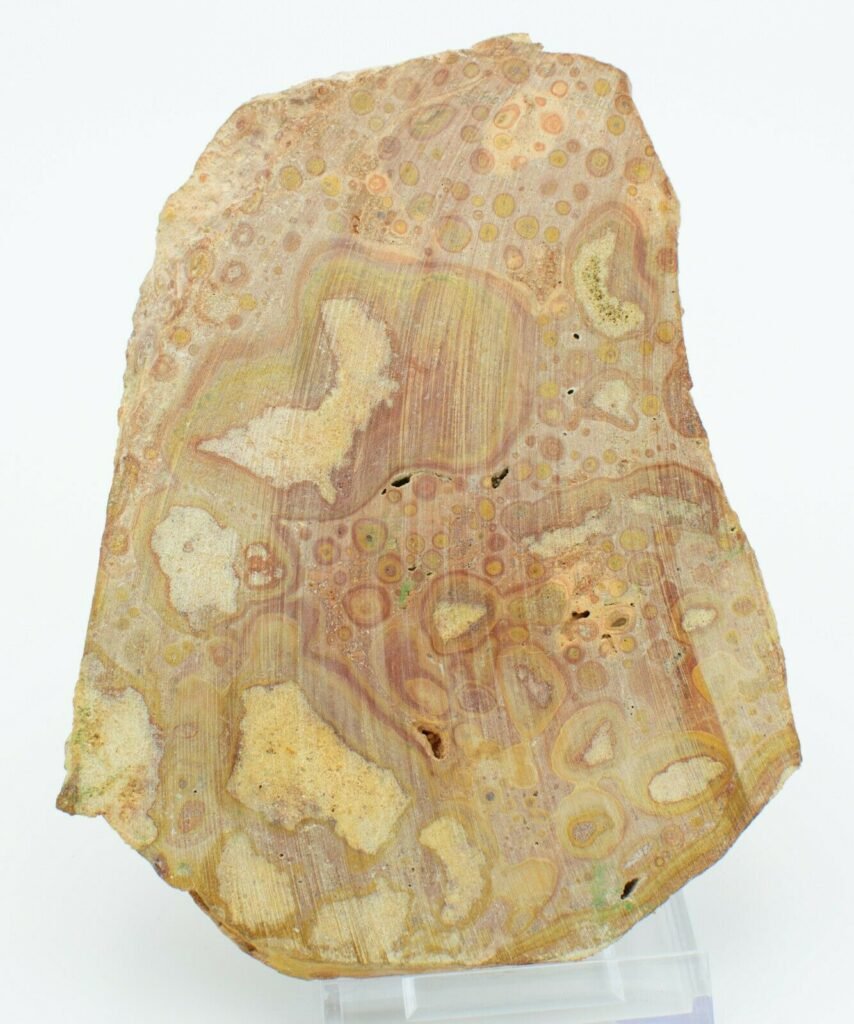 Exmouth Western Australian Polished Oncolite Slice Rock Slab Sea Floor ...