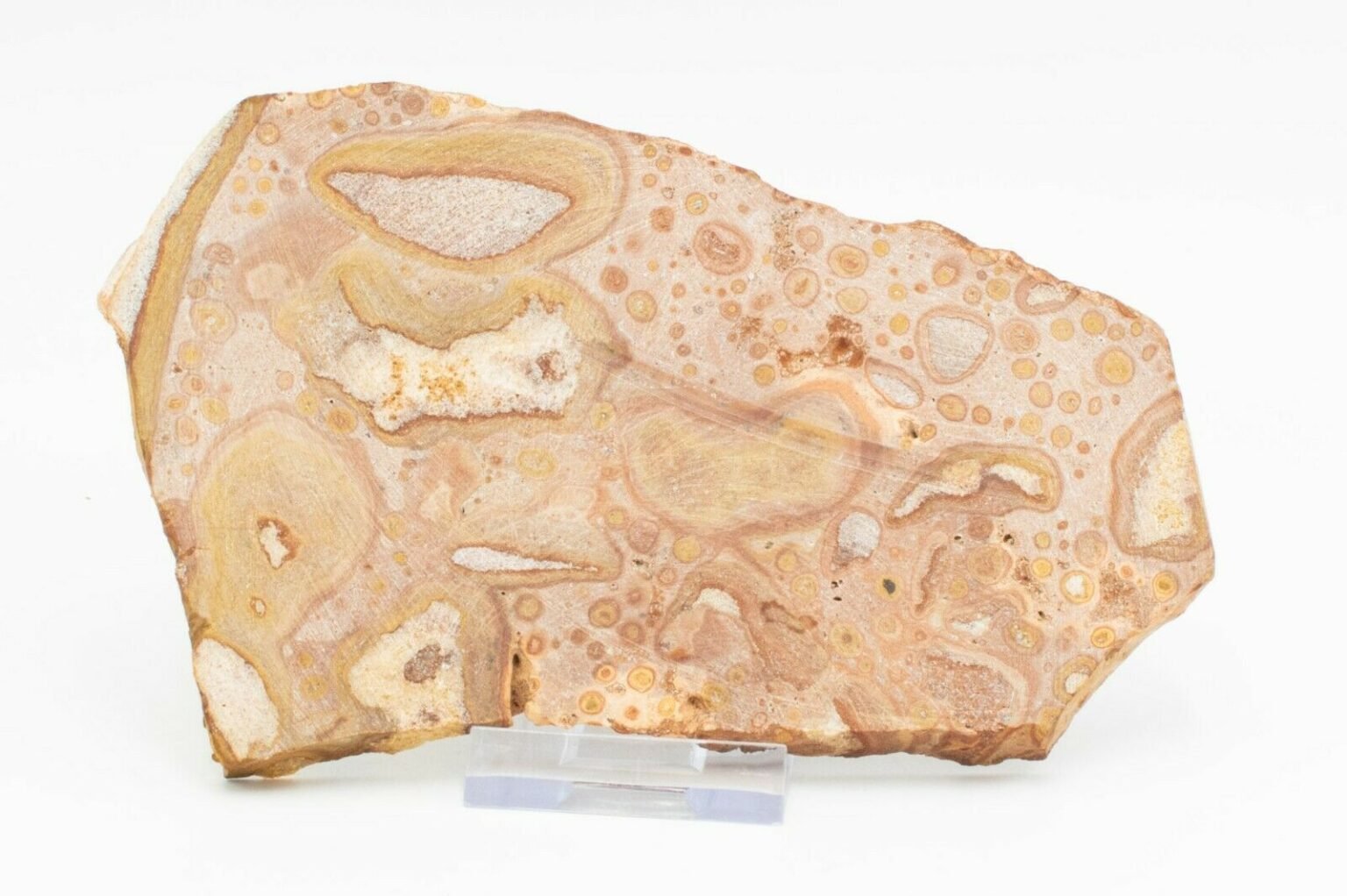 150mm Polished Oncolite Slice Exmouth Western Australia Rock Slab ...